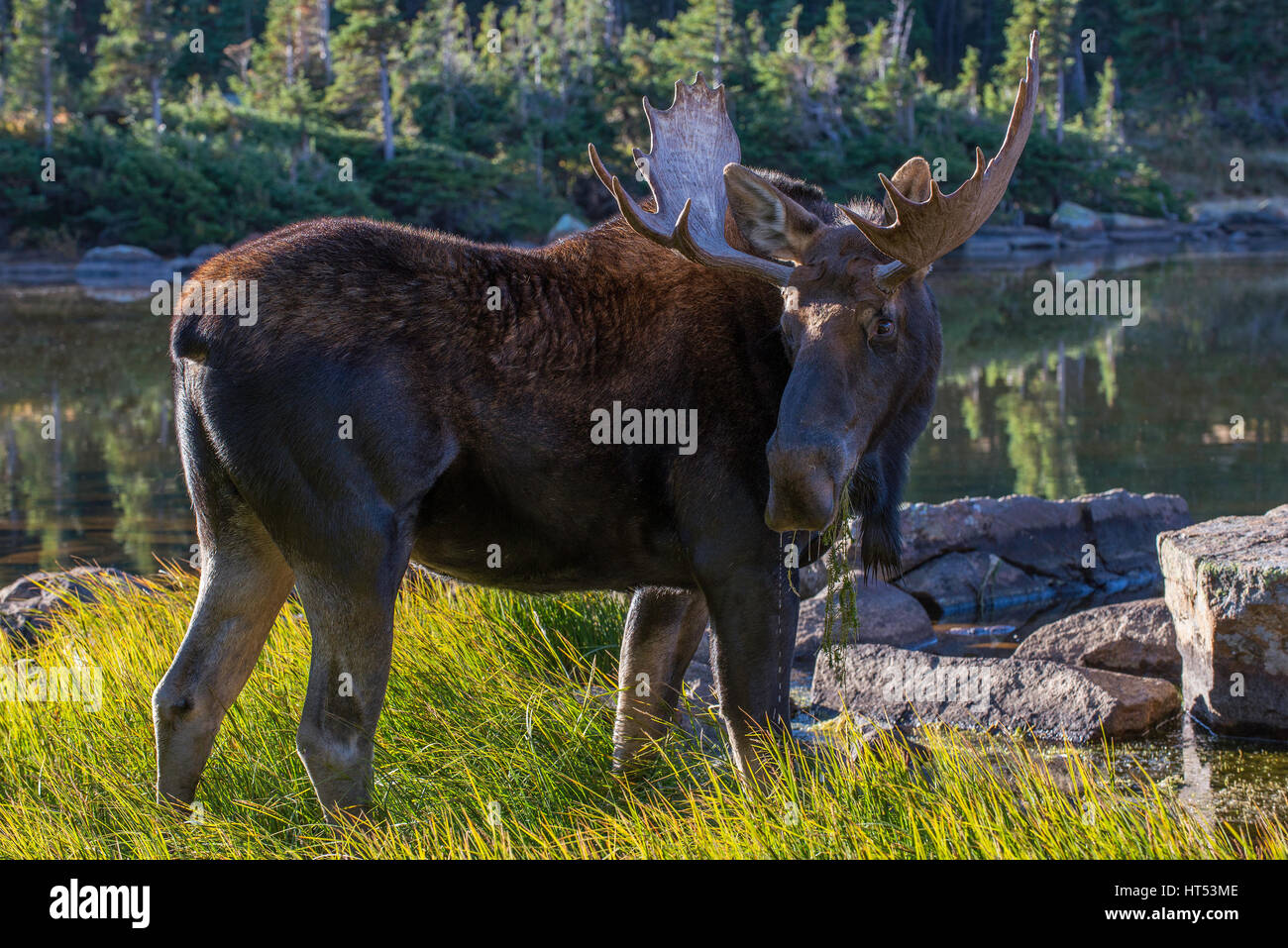 Bull Moose f(Alces alces) feeding on vegetation from pond, Indian Peaks ...