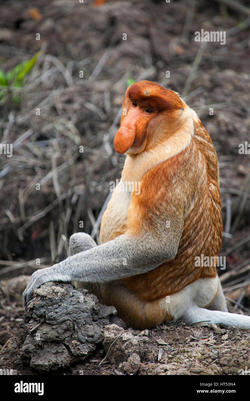 Ugly monkey hi-res stock photography and images - Alamy