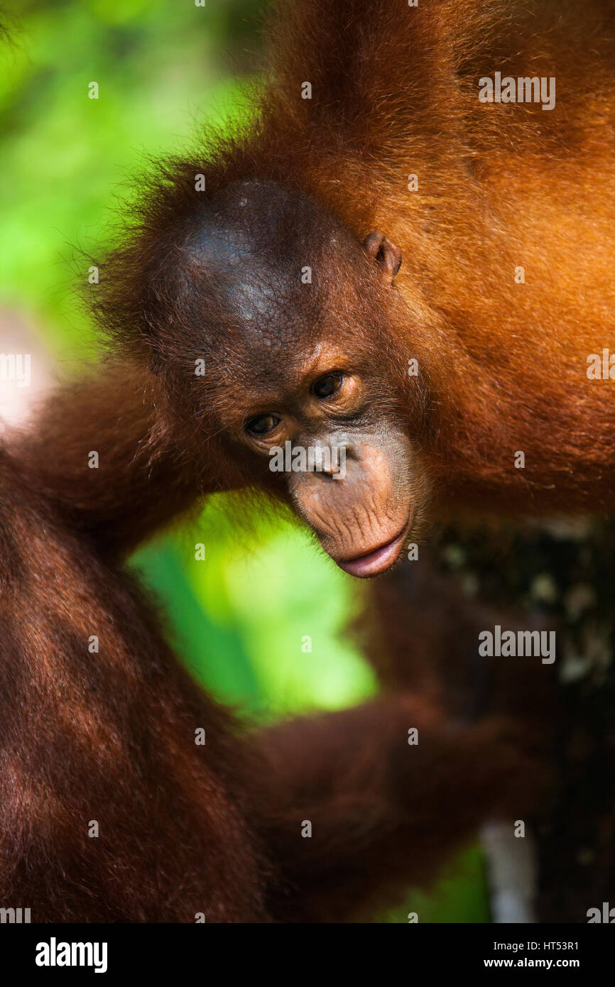 Baby Bornean Orangutan & parent, Pongo pygmaeus, Semenggoh ...
