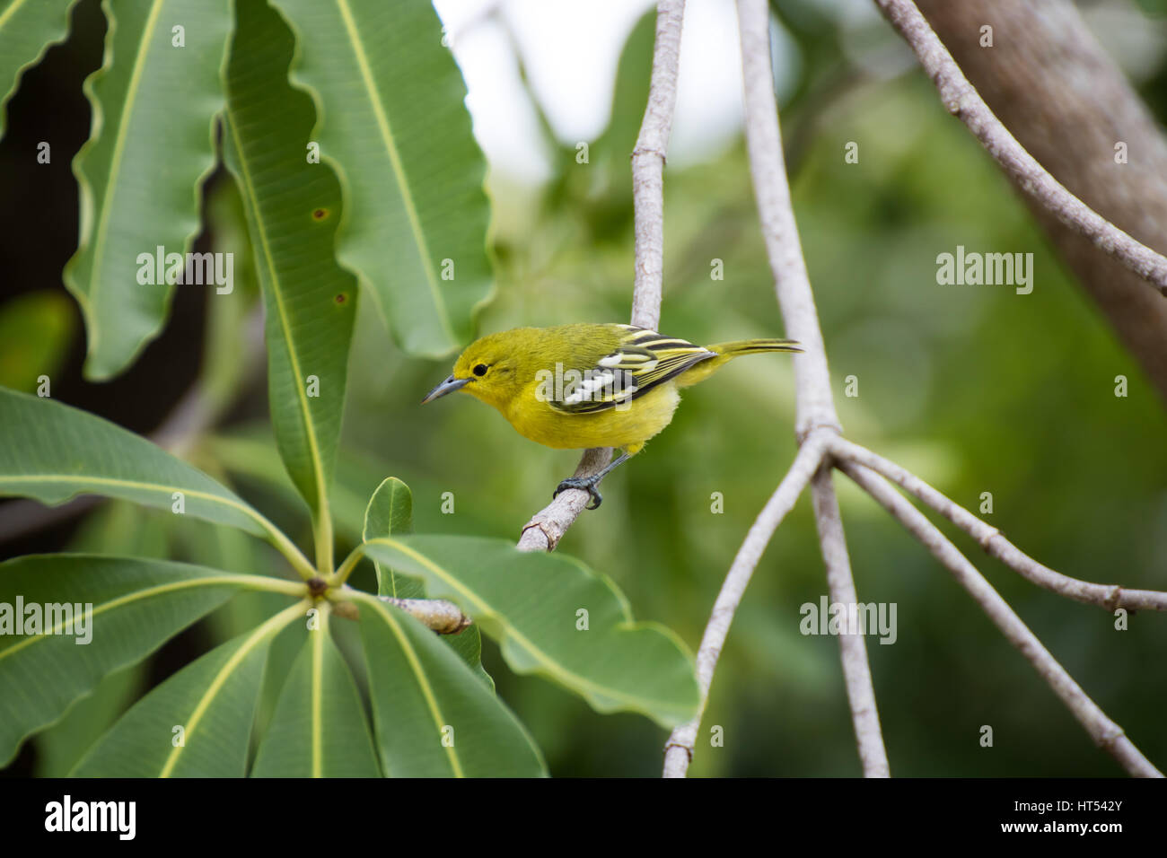Yellow iora hi-res stock photography and images - Alamy