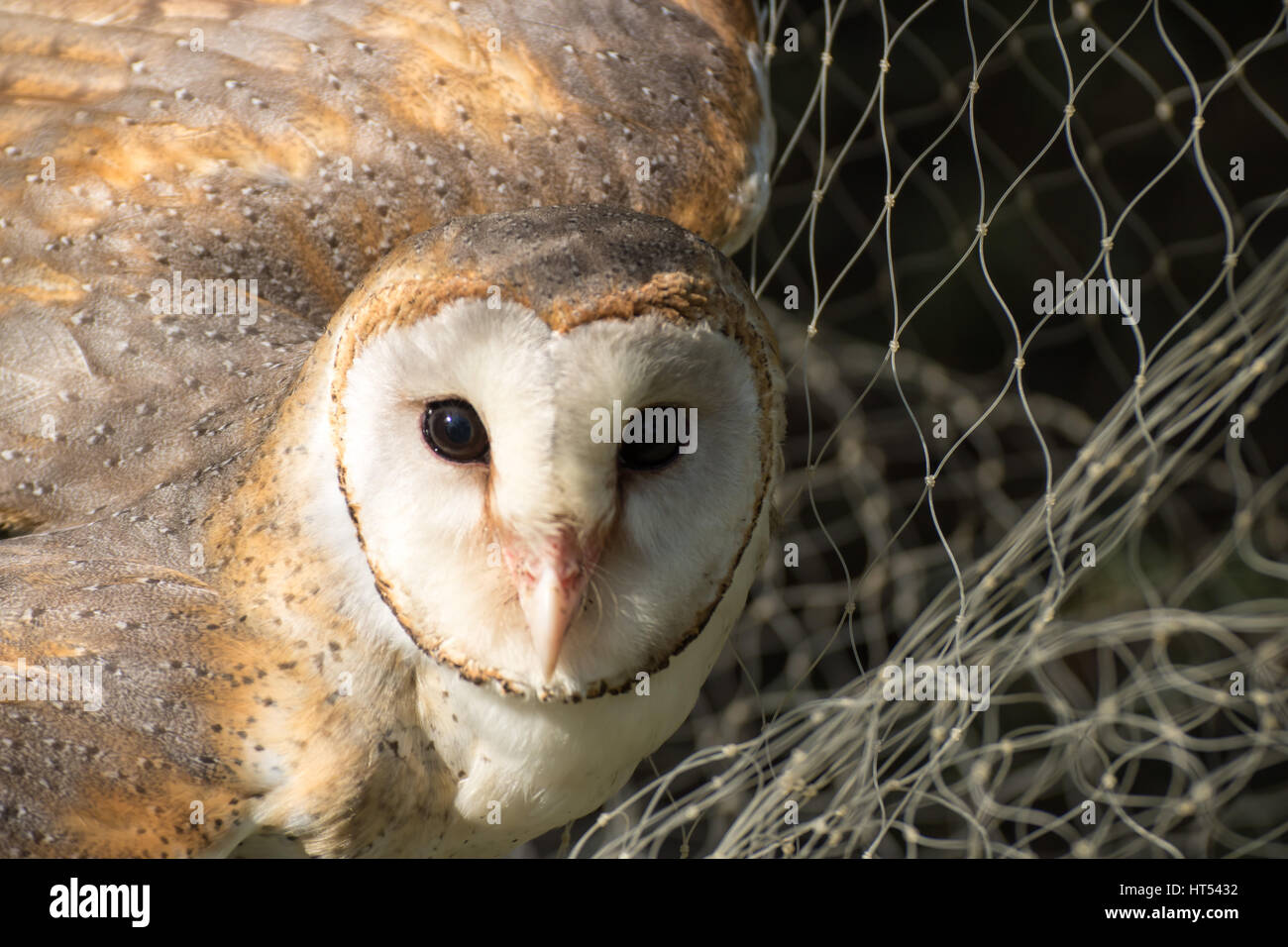 barn owl and mist net trap Stock Photo - Alamy