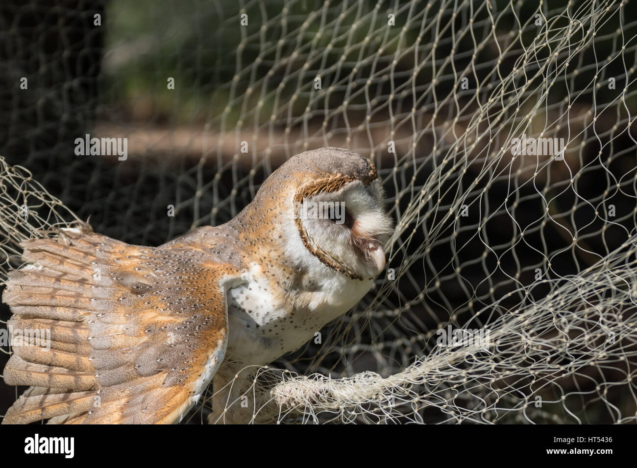 barn owl and mist net trap Stock Photo - Alamy