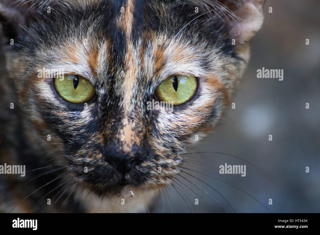 power of cat Stock Photo - Alamy