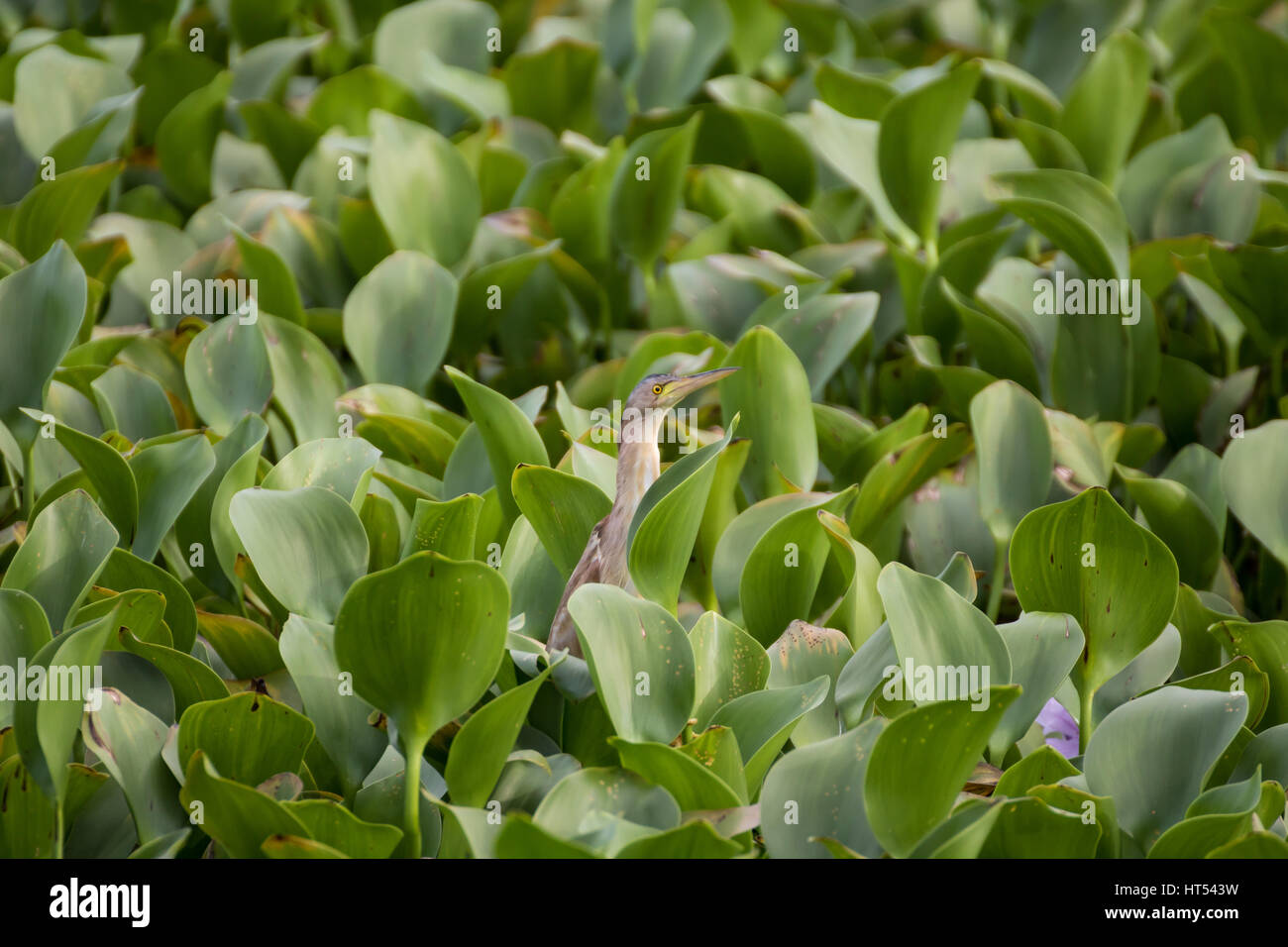 Yellow Bittern in a pond Stock Photo - Alamy