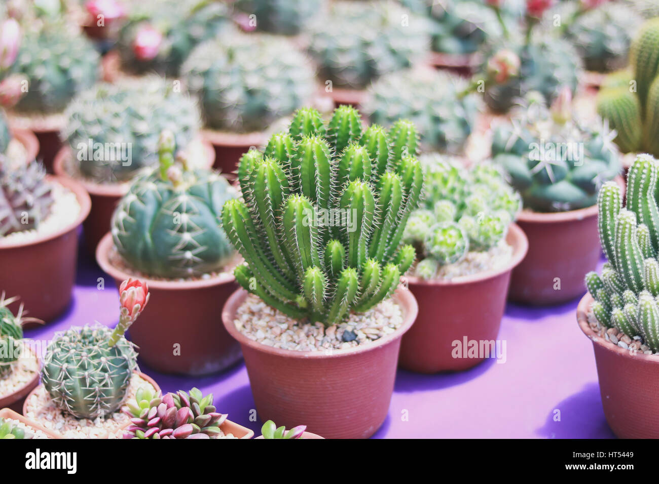 Many cactus in the garden Stock Photo - Alamy