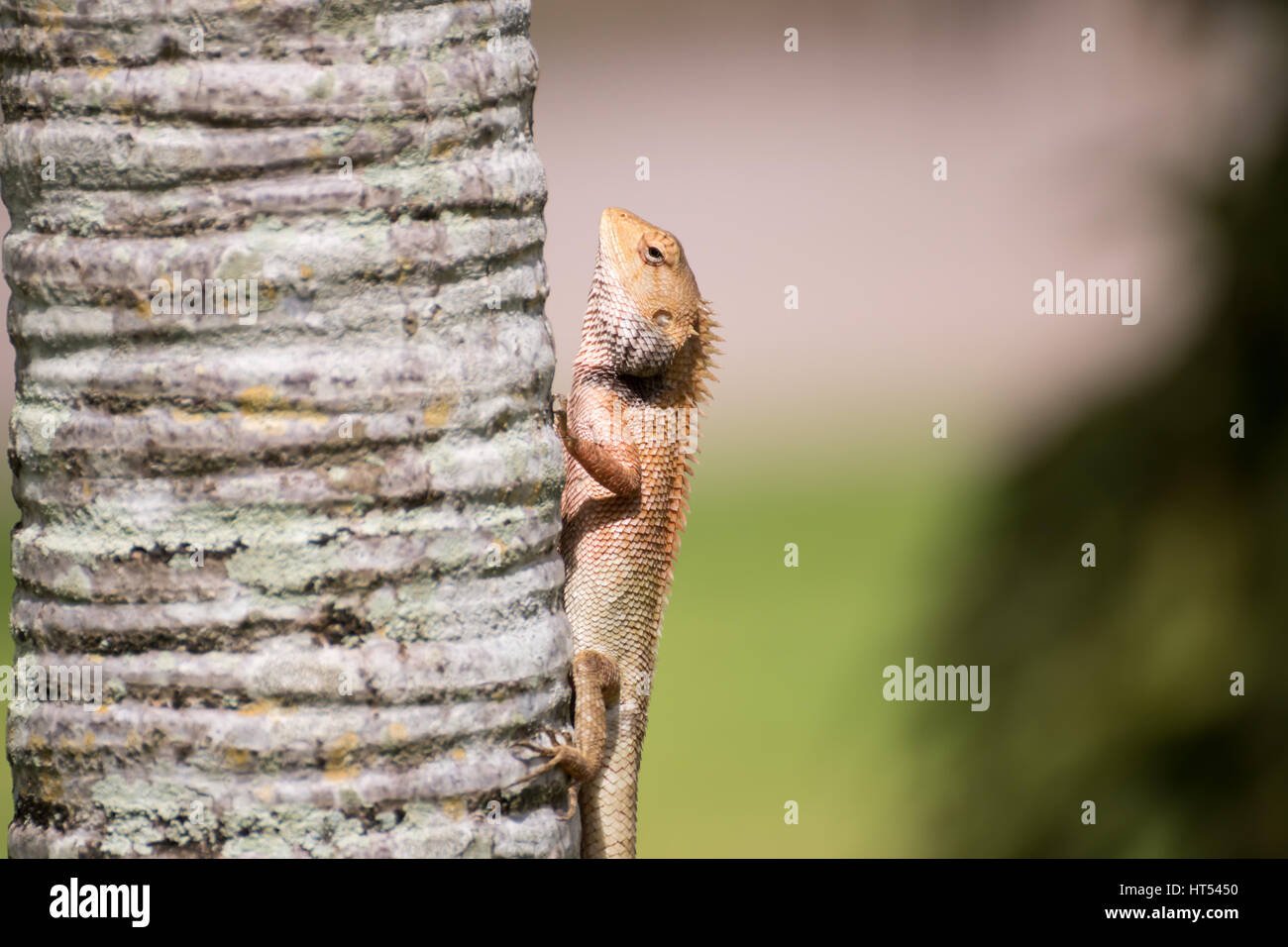 The Lizard form Thailand country Stock Photo - Alamy