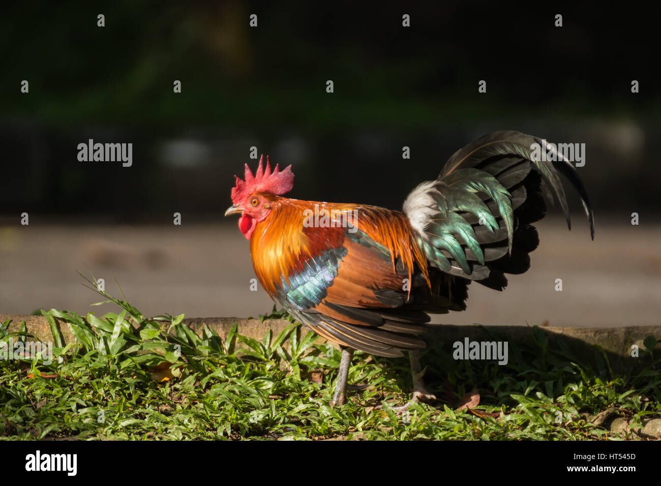 The Red junglefowl in the wild Stock Photo - Alamy