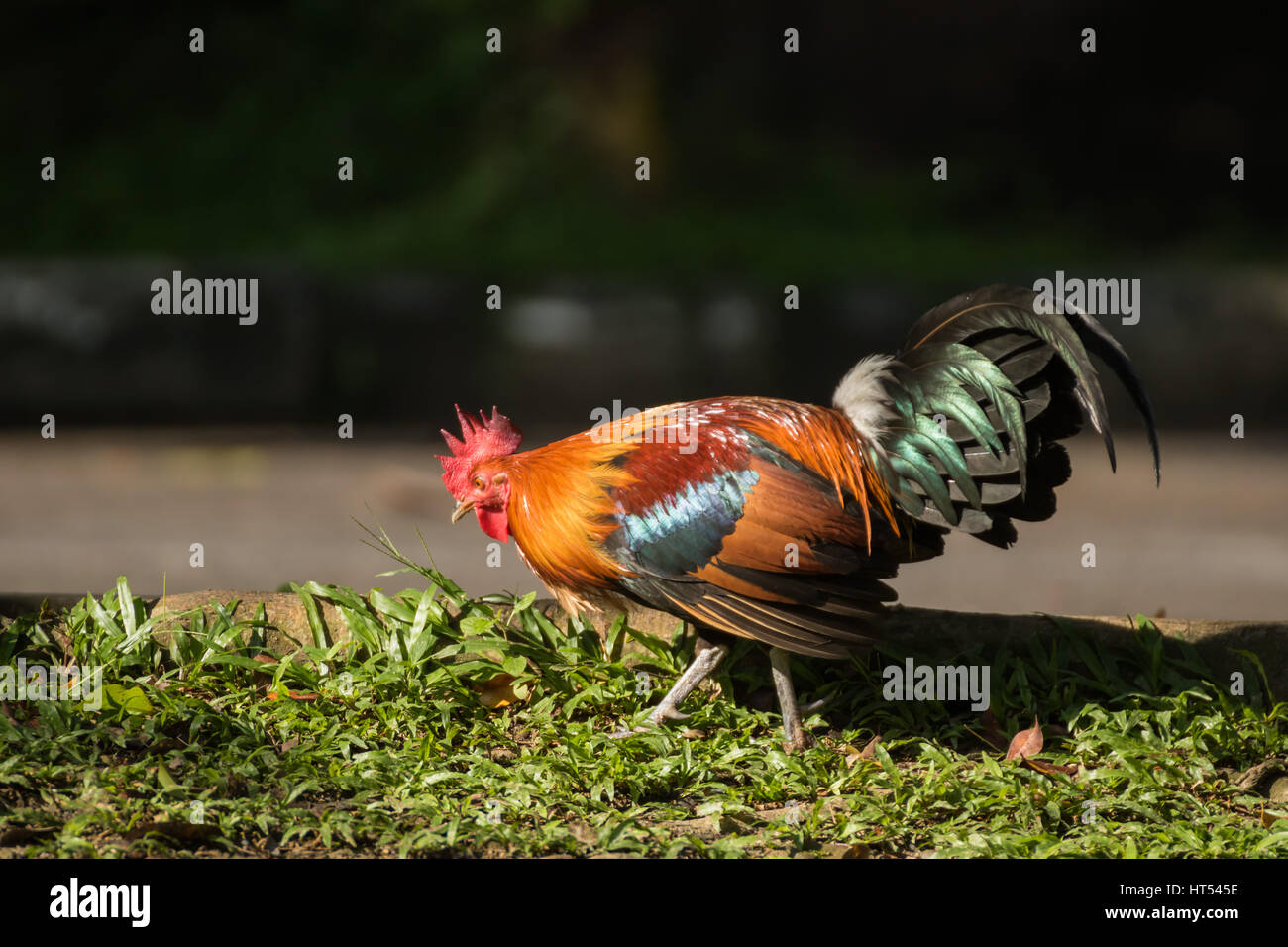 The Red junglefowl in the wild at Thailand Stock Photo - Alamy