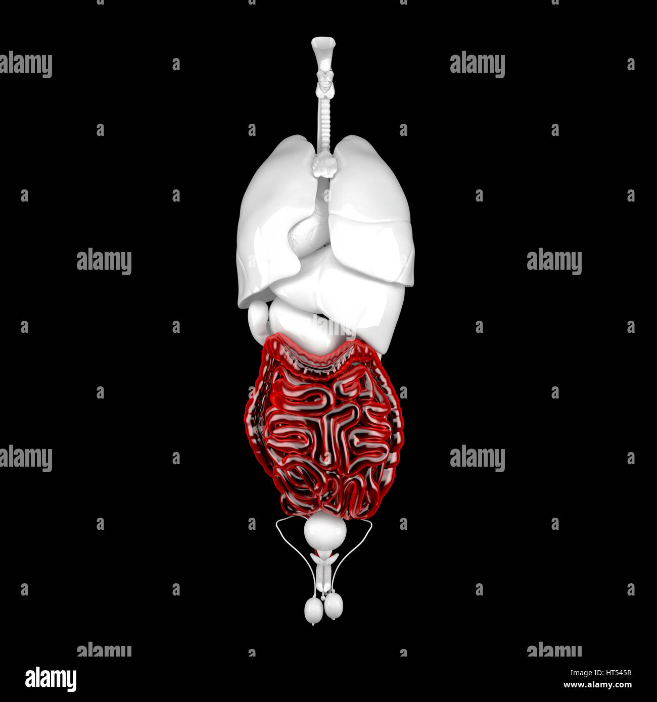 Male digestive system. Anatomical 3d illustration. Contains clipping ...