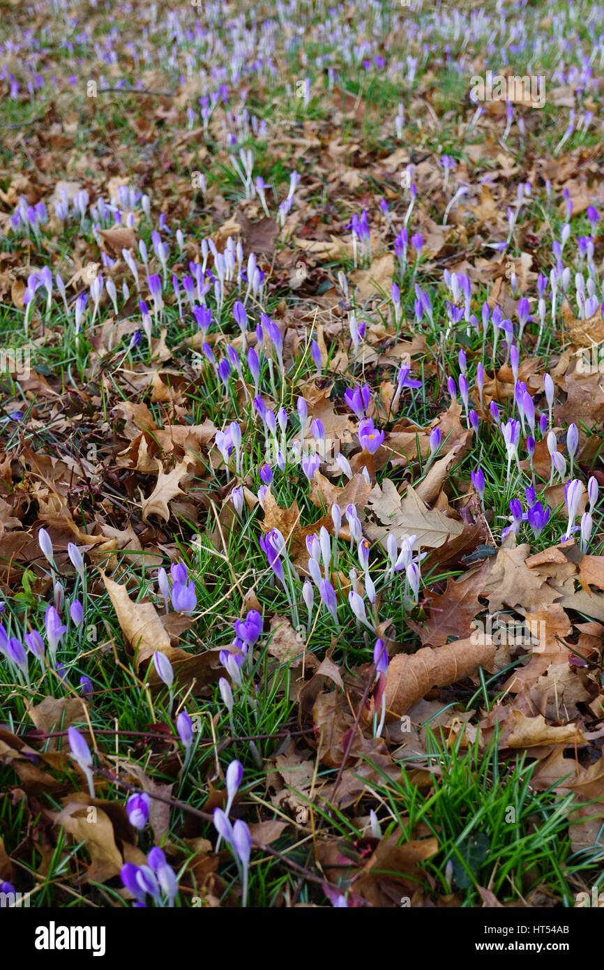 Purple crocus vernus flower peeking through the grass and mulch in ...