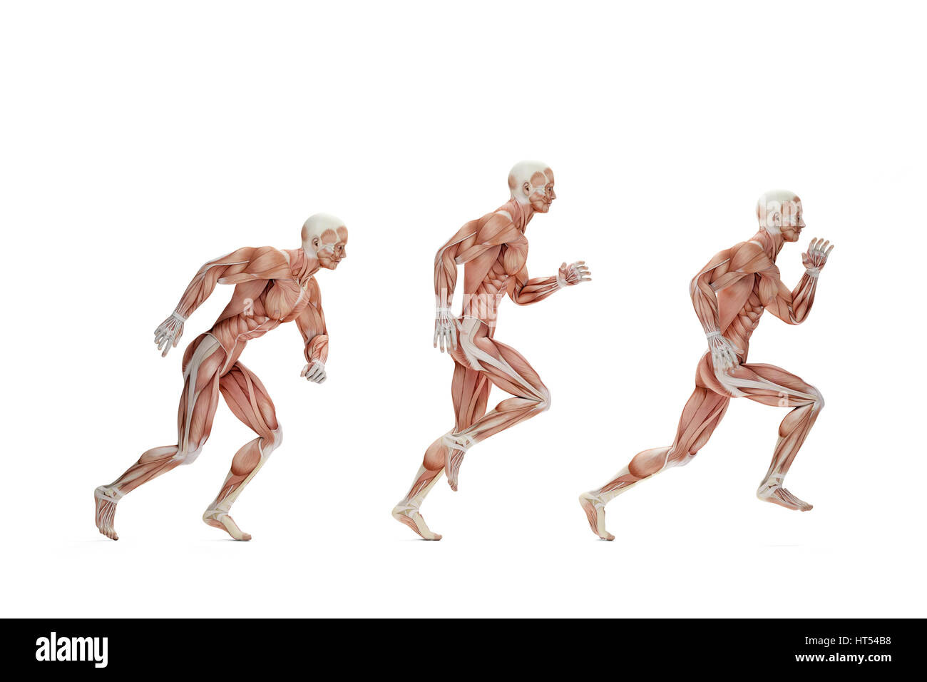 Running cycle. Anatomical illustration. Isolated over white. Contains ...