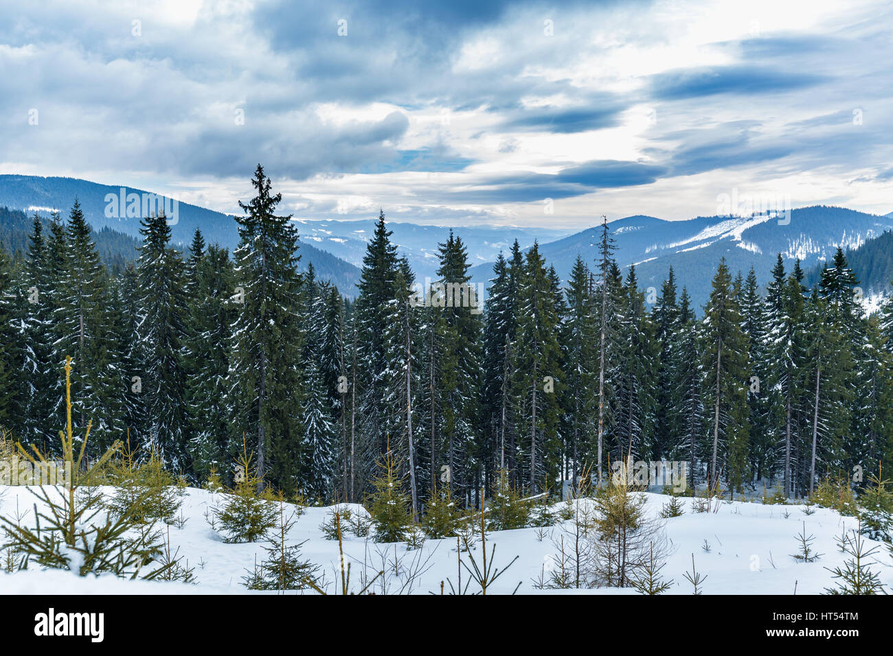 Alpine landscape with pine trees in snow under cloudy sky Stock Photo ...