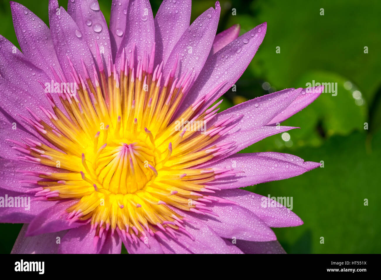 Beautiful waterlily or lotus flower with dew in sunshine Stock Photo ...