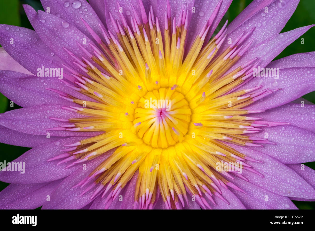 Beautiful waterlily or lotus flower with dew in sunshine Stock Photo ...