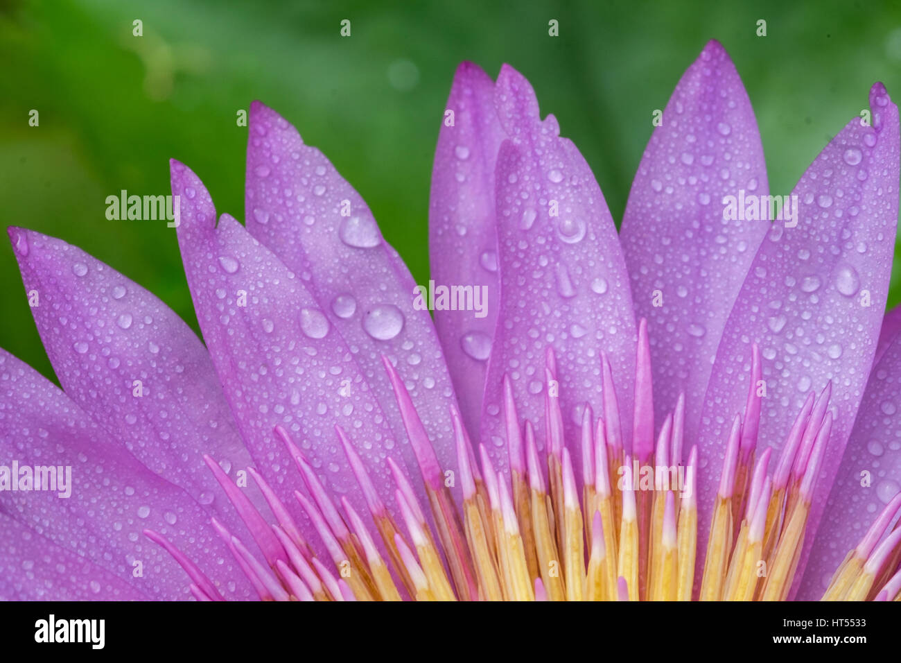 Beautiful waterlily or lotus flower with dew in sunshine Stock Photo ...