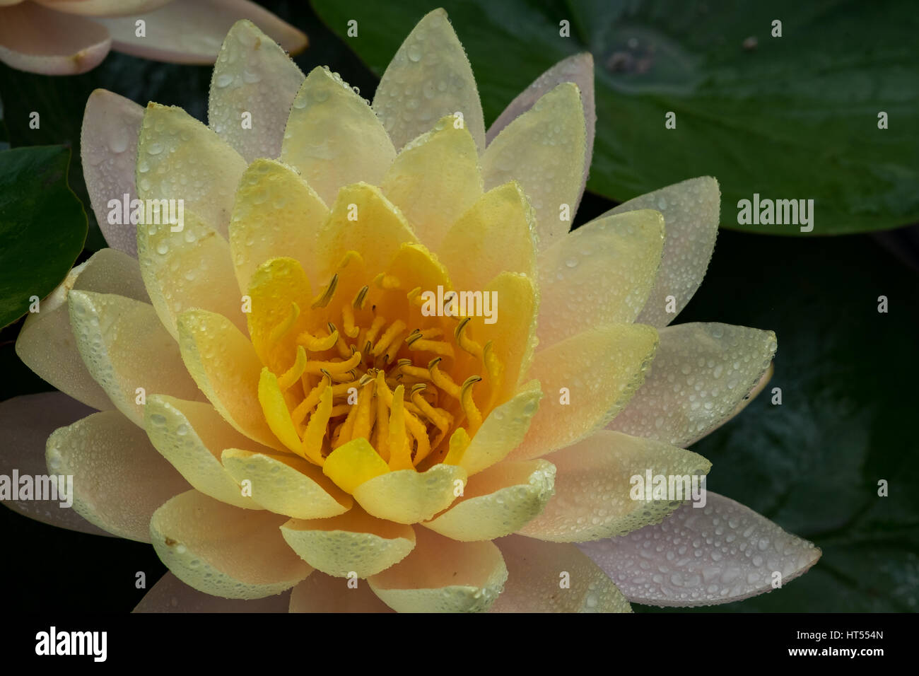 Beautiful waterlily or lotus flower with dew in sunshine Stock Photo ...