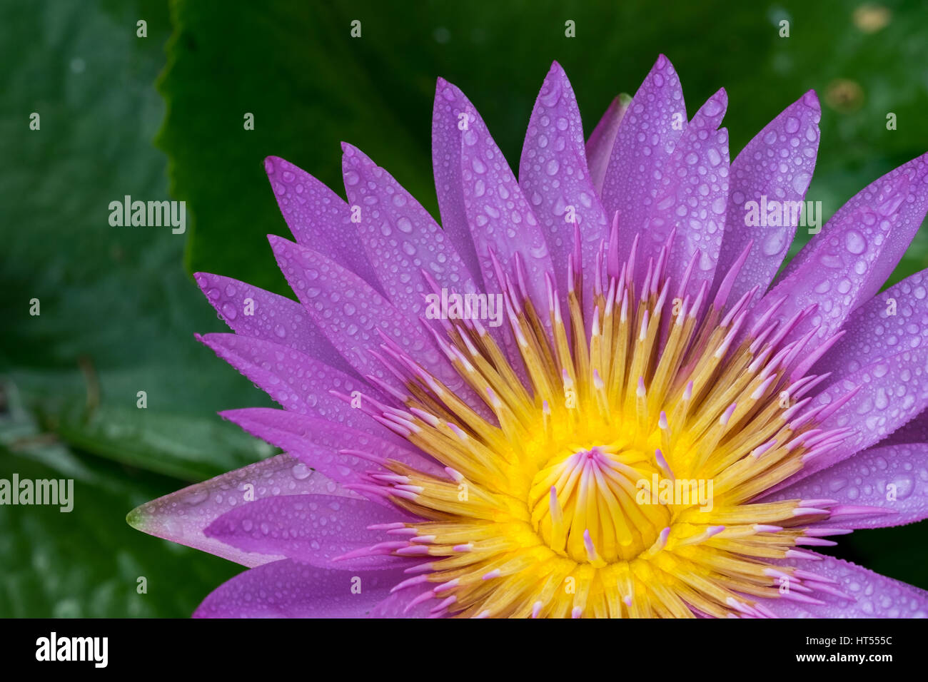Beautiful waterlily or lotus flower with dew in sunshine Stock Photo ...