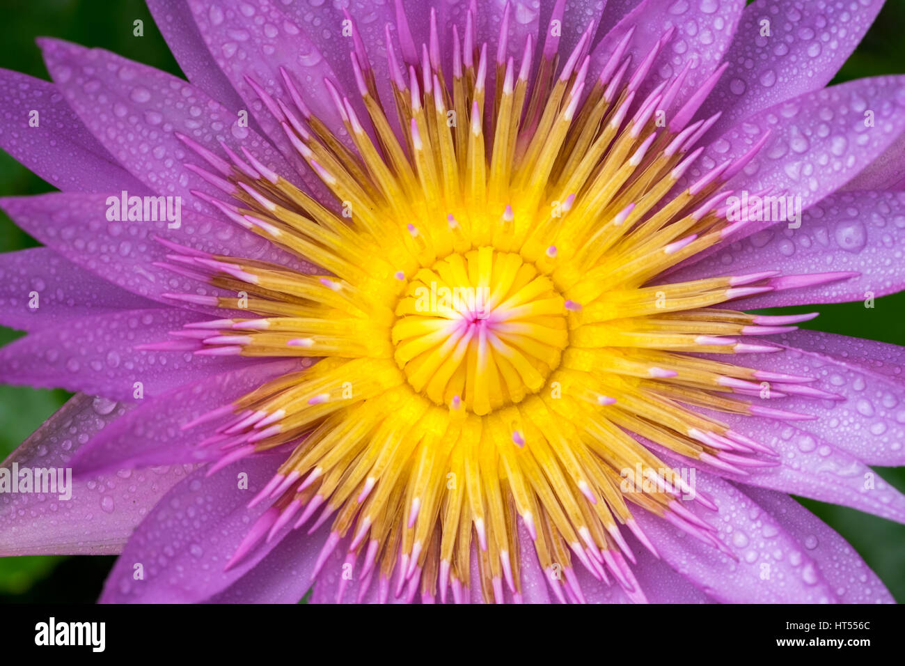 Beautiful waterlily or lotus flower with dew in sunshine Stock Photo ...