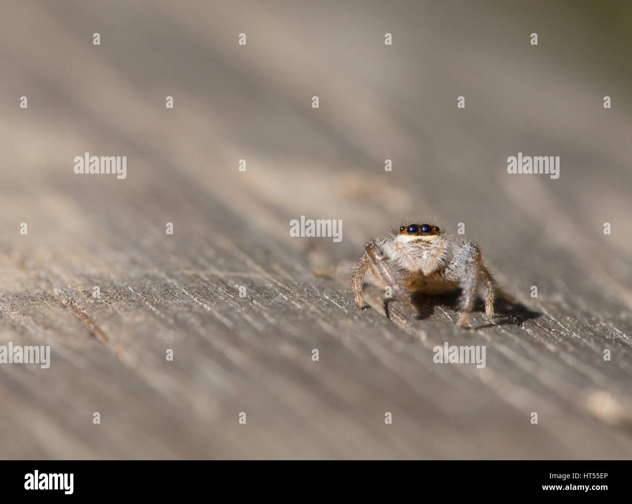 Adult female jumping spider hi-res stock photography and images - Alamy