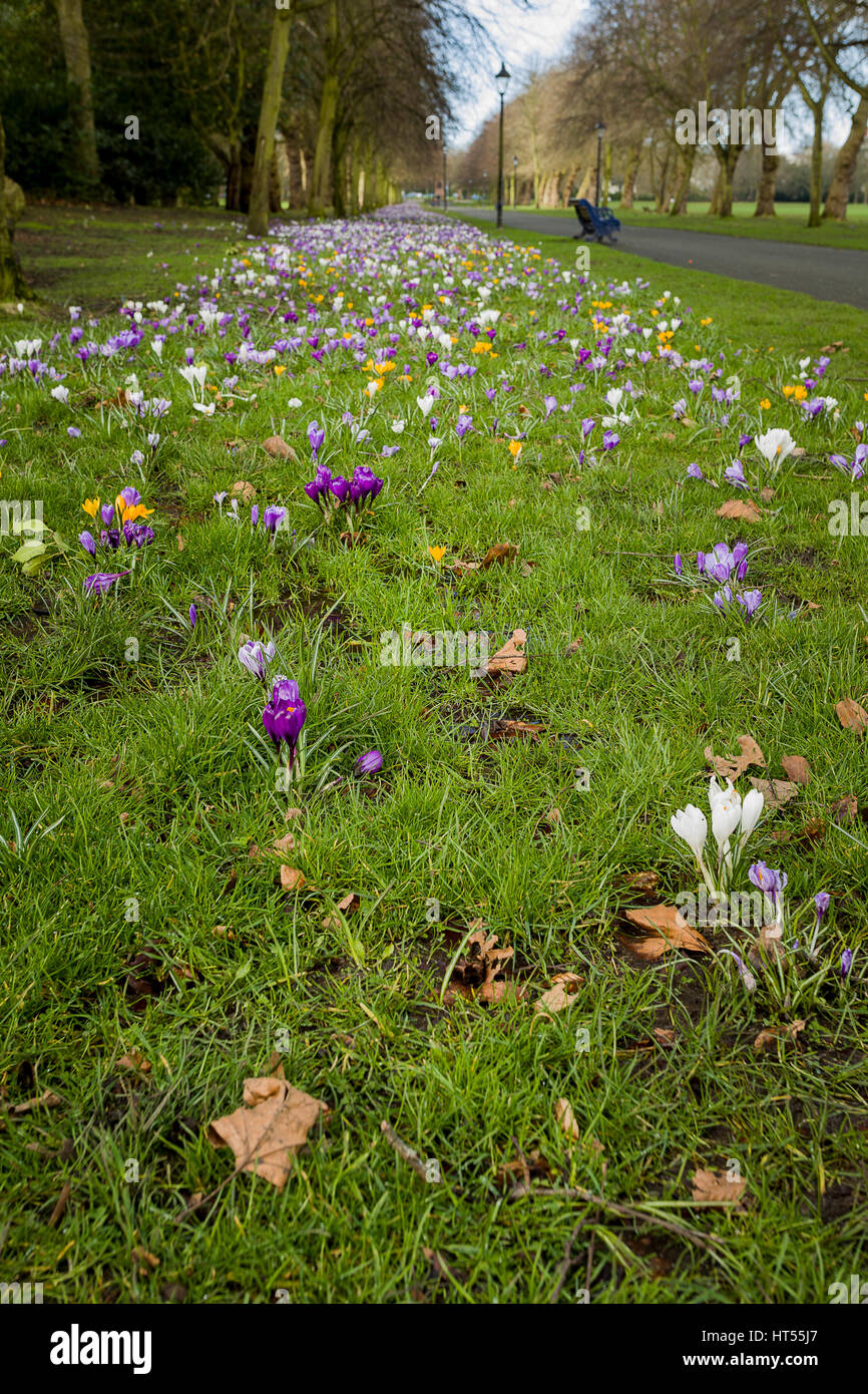 Top view blooming flower hi-res stock photography and images - Alamy