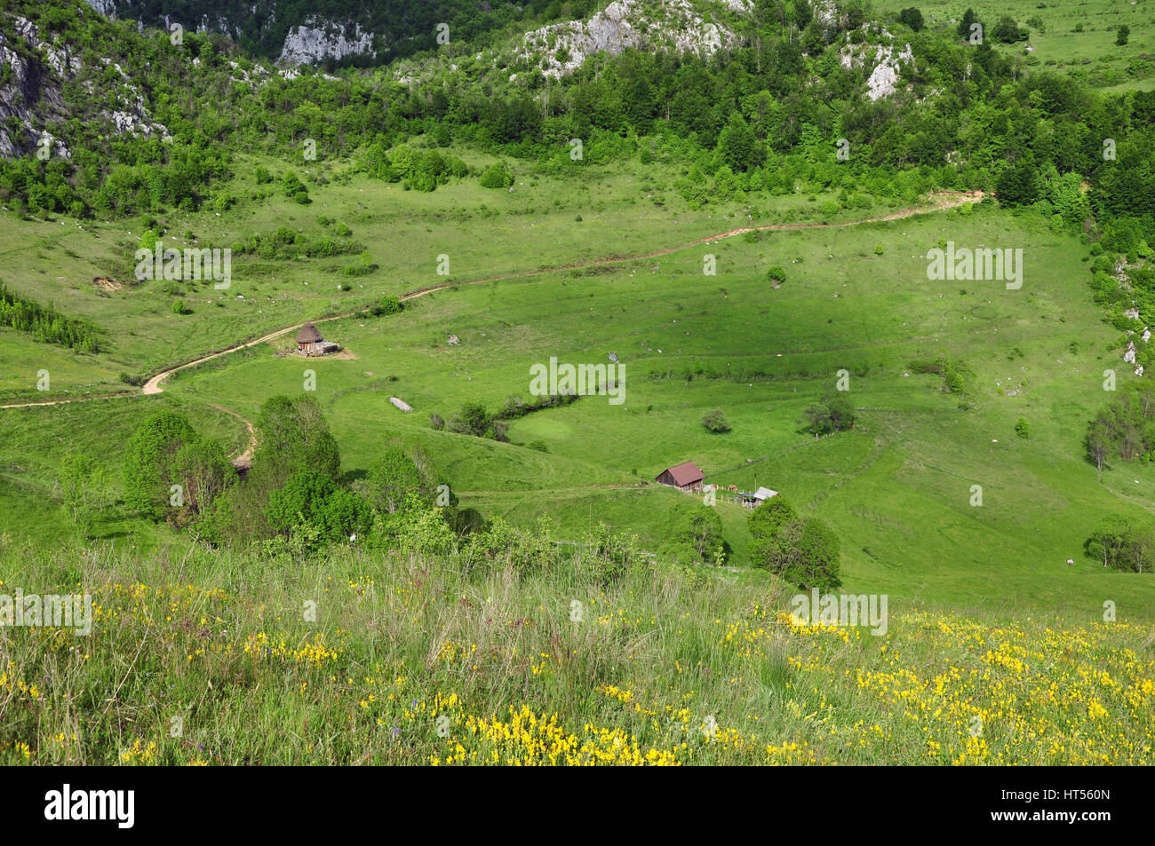 Green vibrant pasture Stock Photo - Alamy