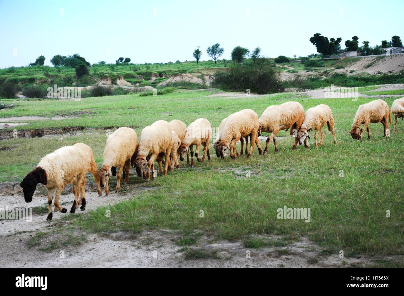 Goats (Goat Single Leader), going straight, teamwork, in paddy area ...