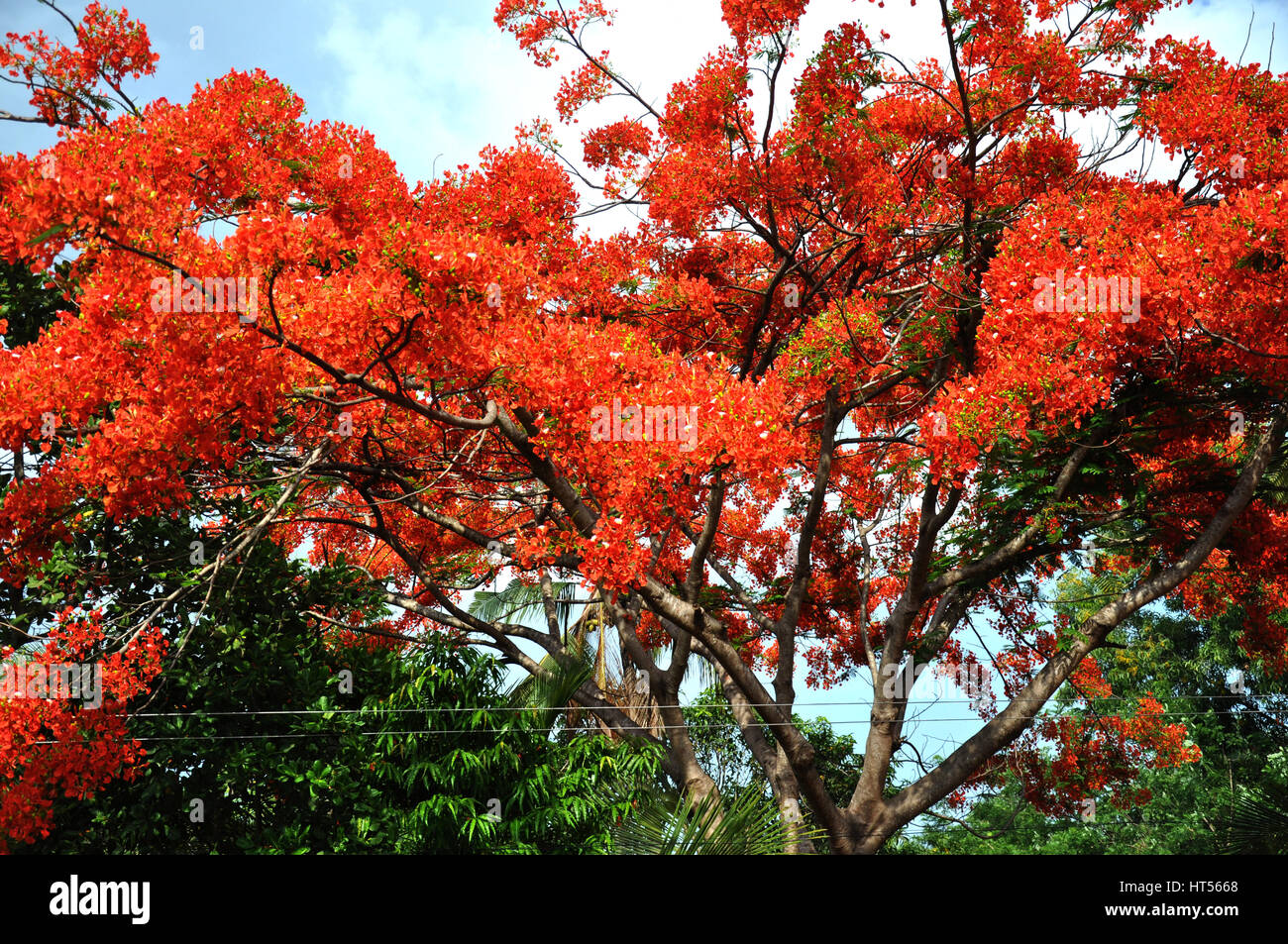 Jaipur - Tree Red Orange Leaves, (Photo Copyright © by Saji Maramon ...
