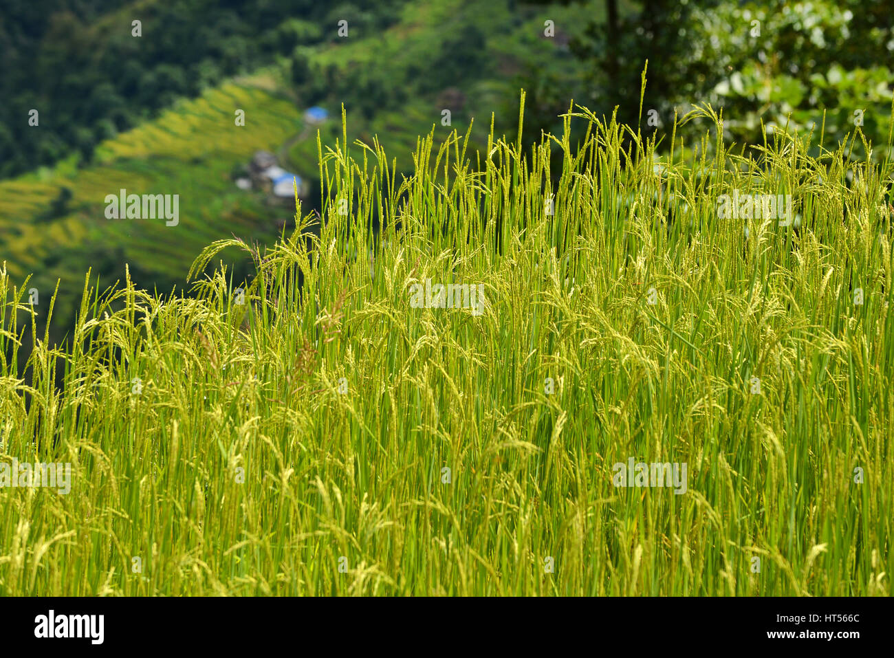 Terraced rice field ready for harvesting in the Himalayas, Nepal Stock ...