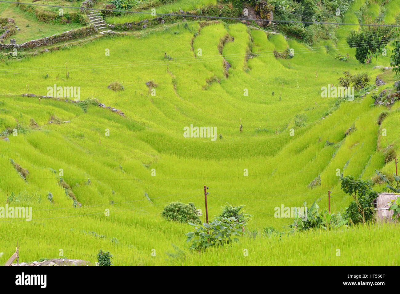 Terraced rice field ready for harvesting in the Himalayas, Nepal Stock ...