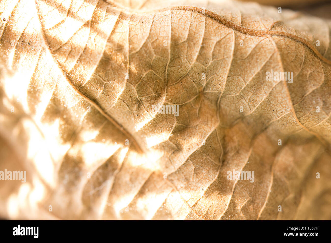Dry leaves close up background on blurry focus Stock Photo - Alamy
