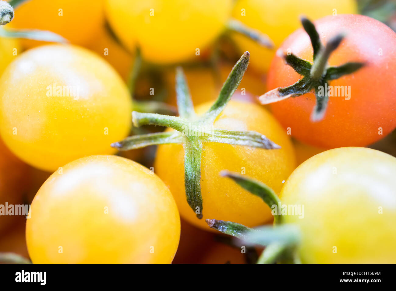 Little tomatoes yellow and red color close up and macro Stock Photo - Alamy