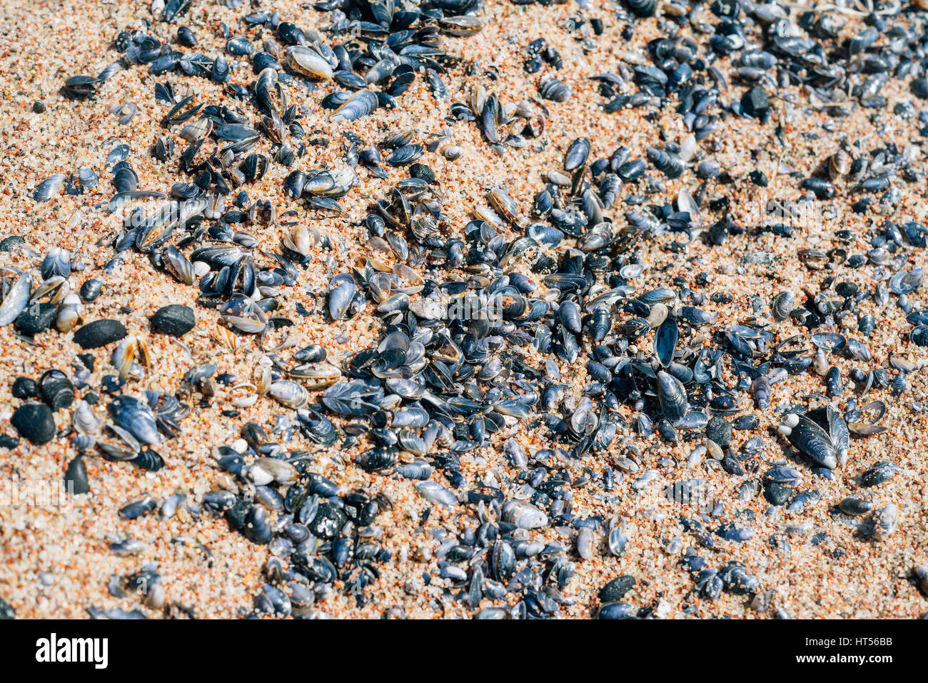 Shells on sandy beach, natural background, selective focus Stock Photo ...