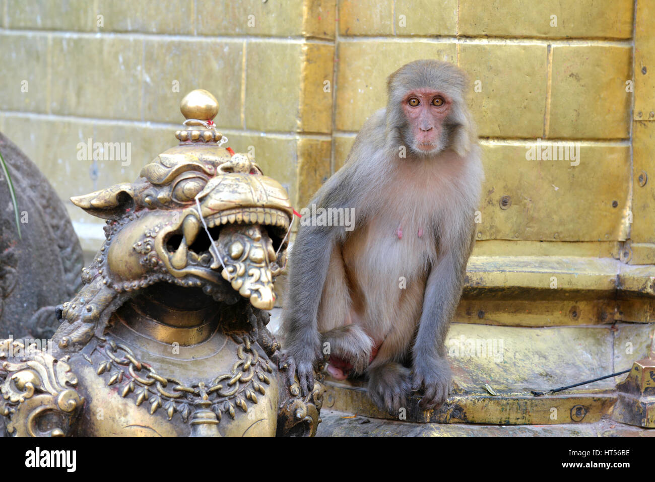 Monkey at the Monkey temple. Swayambhunath, Nepal Stock Photo - Alamy
