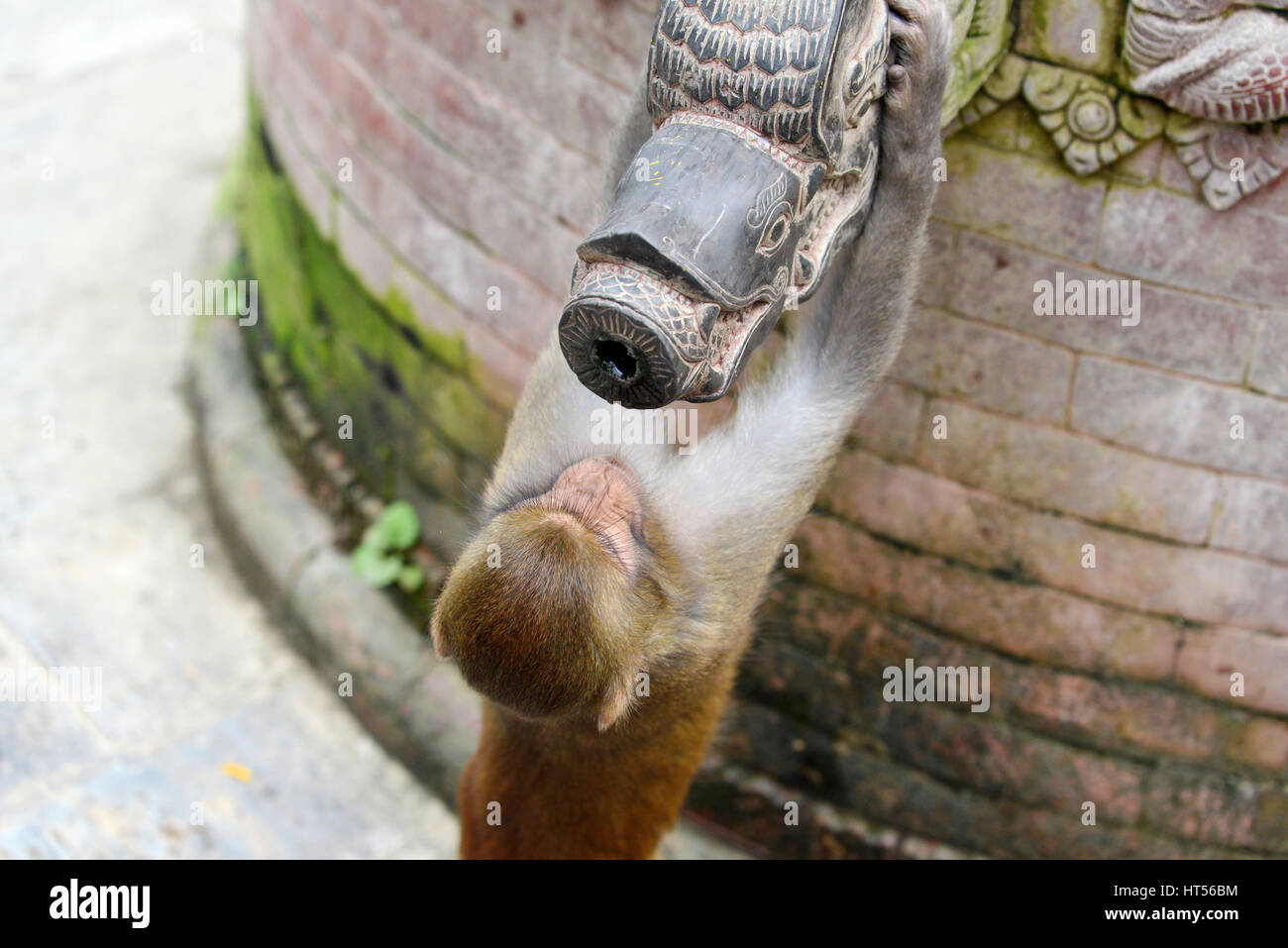 Monkey and water fountain hi-res stock photography and images - Alamy