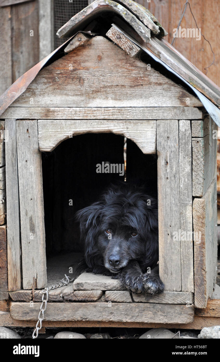 Dog in the dog house Stock Photo - Alamy