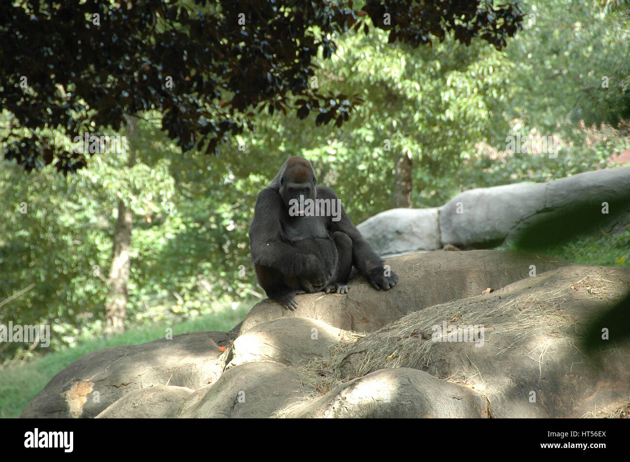 Africa’s largest primate inhabiting forests and jungles around the ...