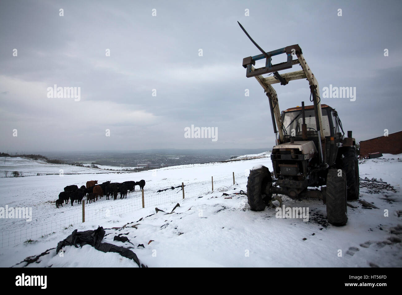 Tractor and cattle hi-res stock photography and images - Alamy