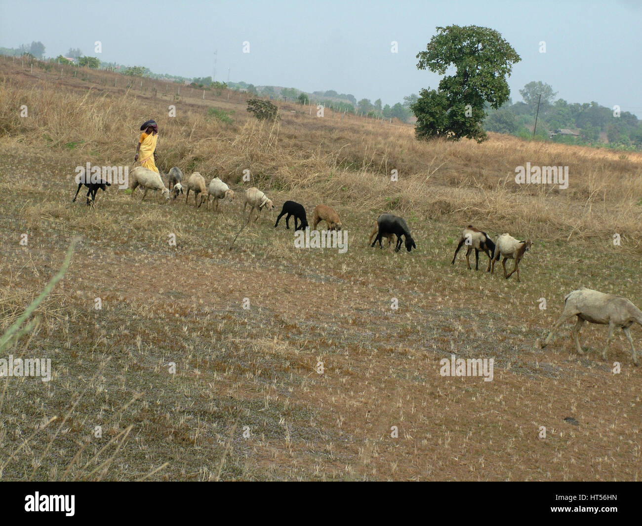 Indian boy with goat hi-res stock photography and images - Alamy
