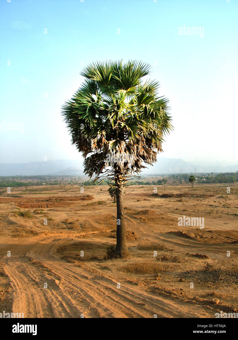 Lorry palm tree hi-res stock photography and images - Alamy
