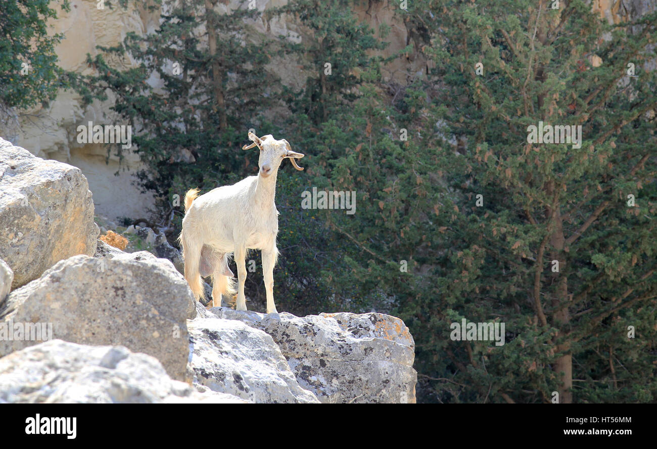 Goat climbing cliff hi-res stock photography and images - Alamy