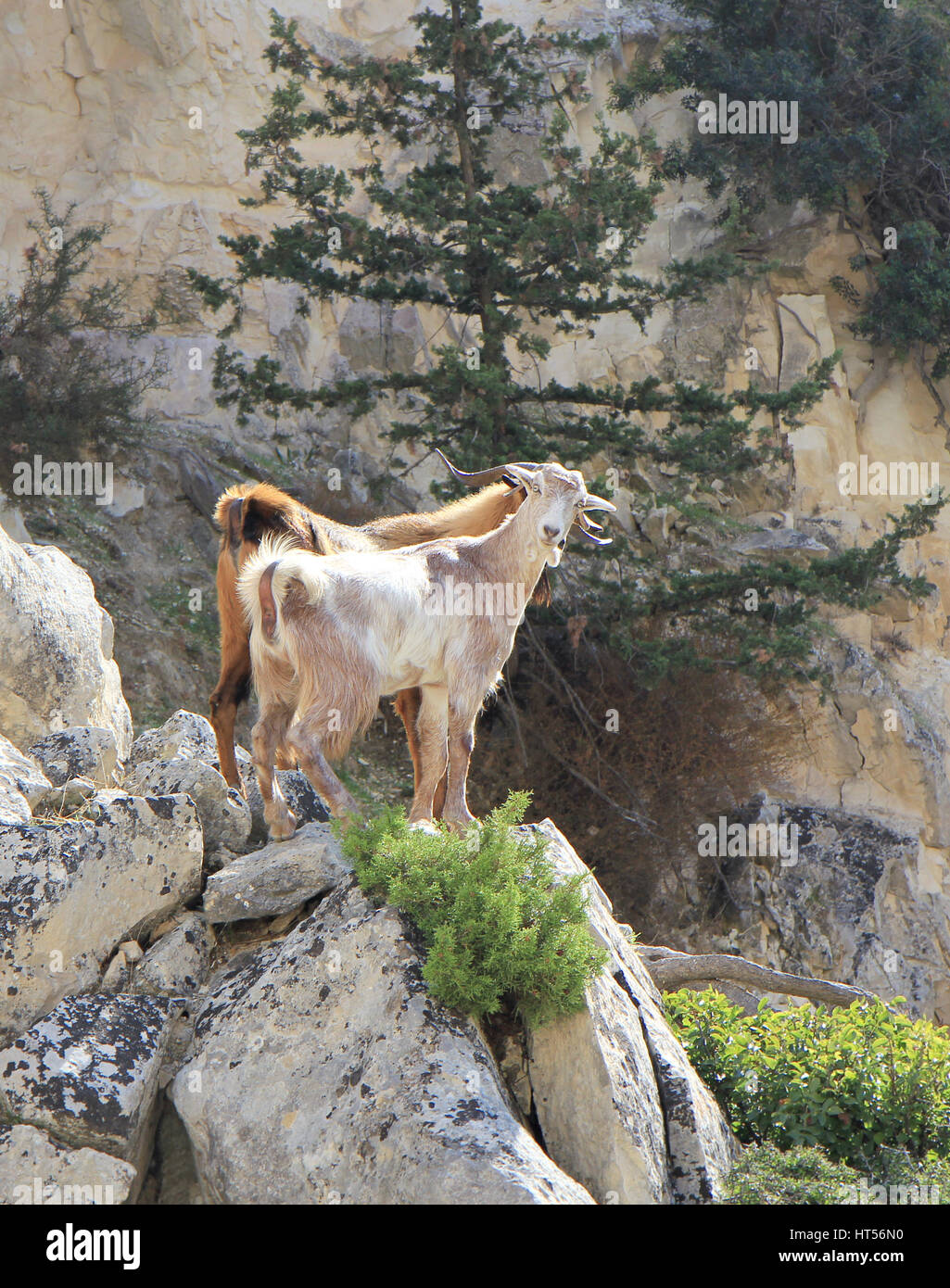 Mountain goats standing on cliff looking in camera Stock Photo - Alamy