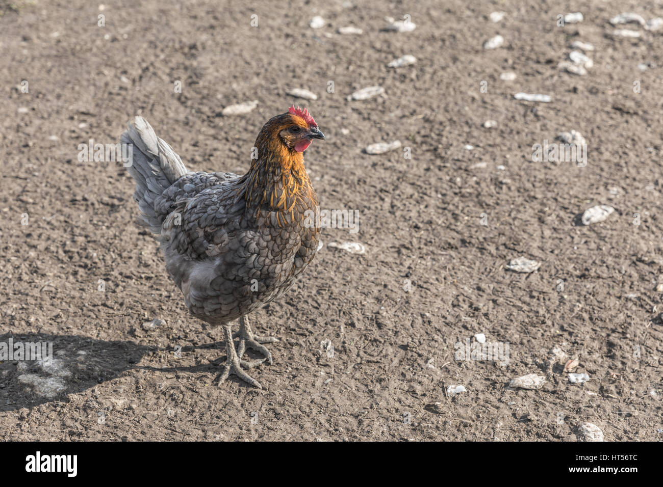 Young gray hen redhead with the paws in the mud Stock Photo - Alamy