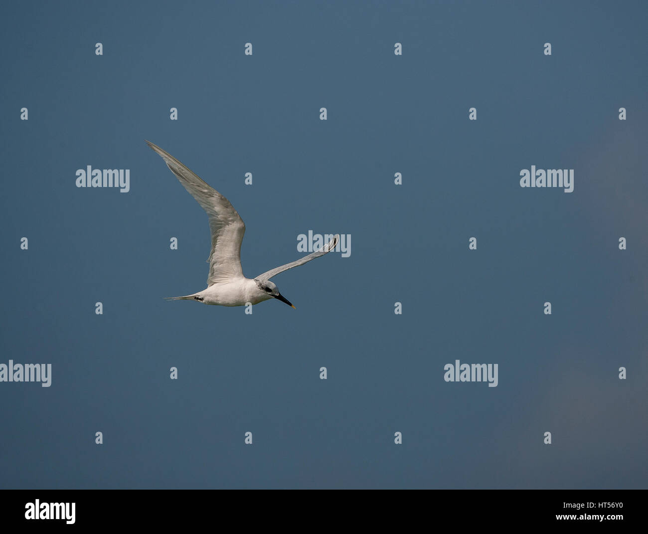 1st winter Sandwich tern Thalasseus sandvicensis in flight Stock Photo ...