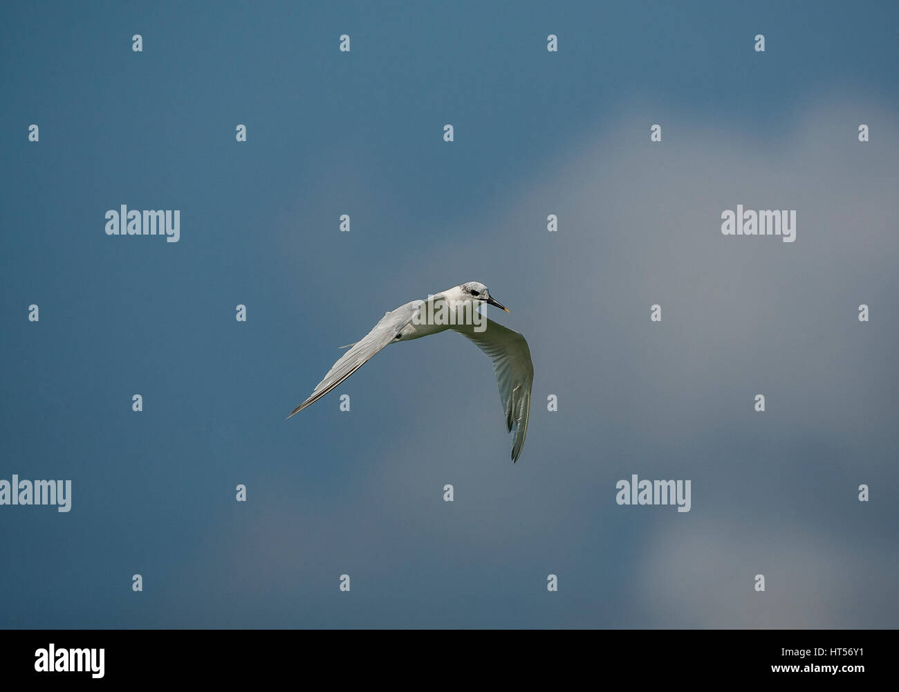 From Sandwich Tern High Resolution Stock Photography and Images - Alamy