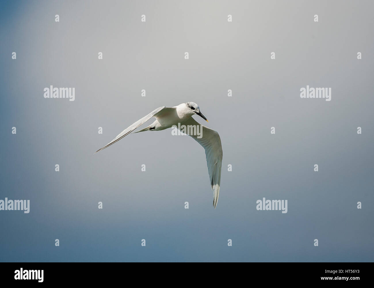 1st winter Sandwich tern Thalasseus sandvicensis in flight Stock Photo ...