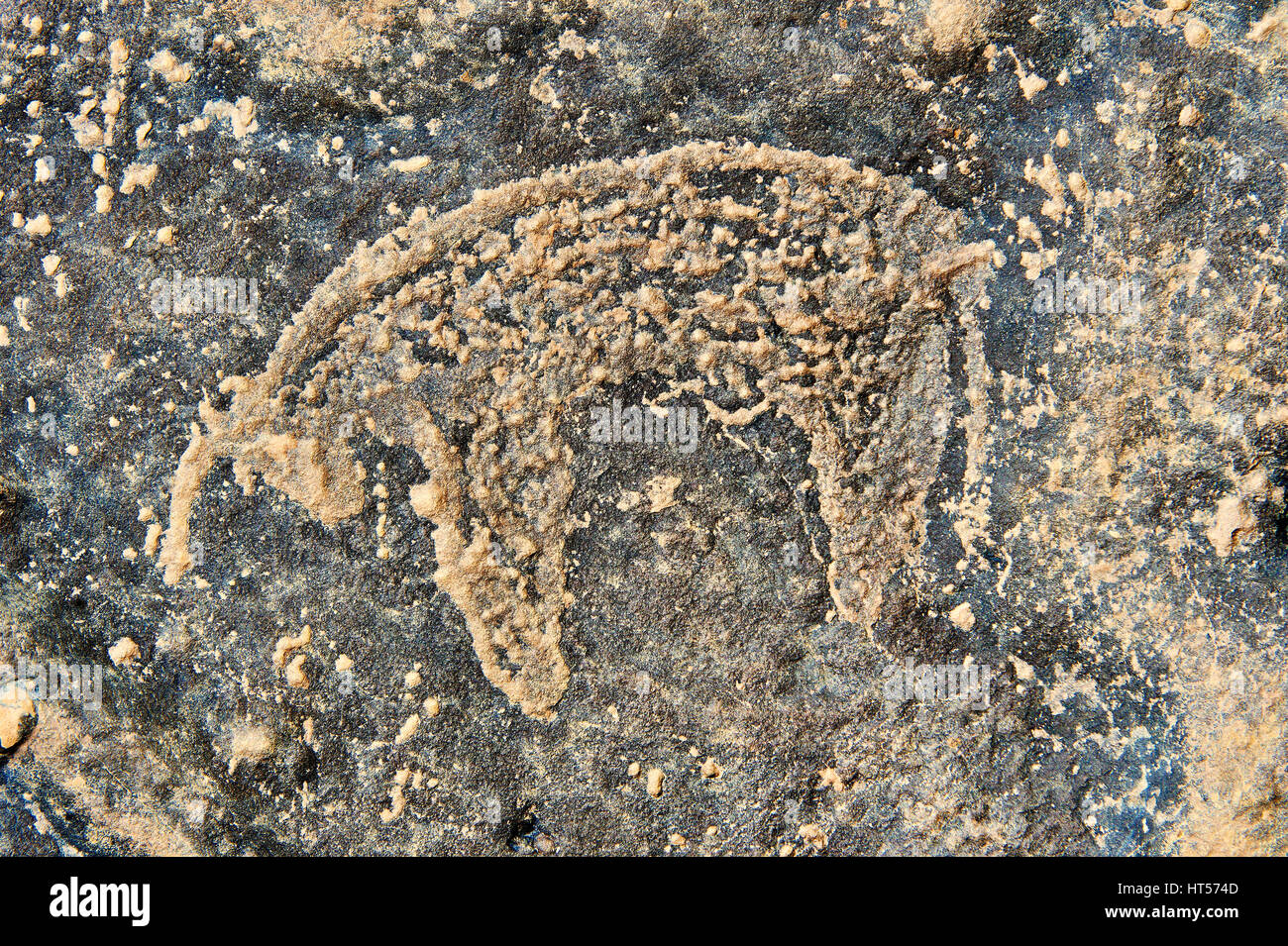 Prehistoric Saharan petroglyph rock art carvings of cattle from a site ...