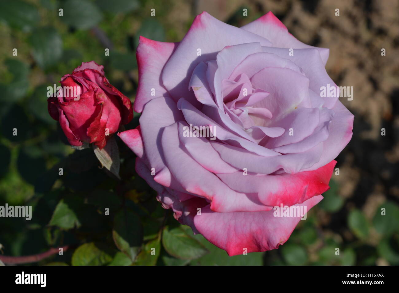 Violet smile hi-res stock photography and images - Alamy