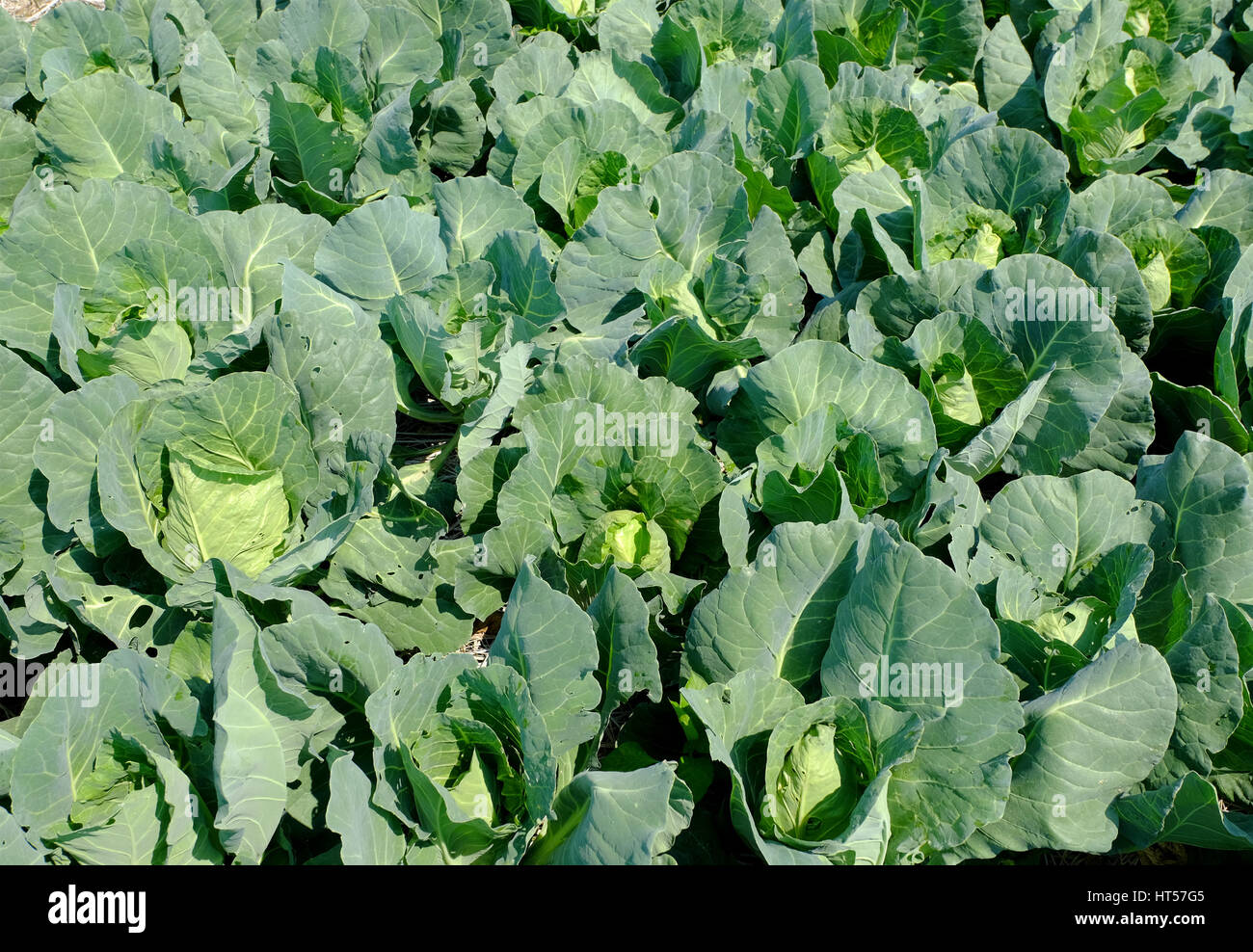 Fresh green pointed cabbage in organic farm ready to harvest Stock ...