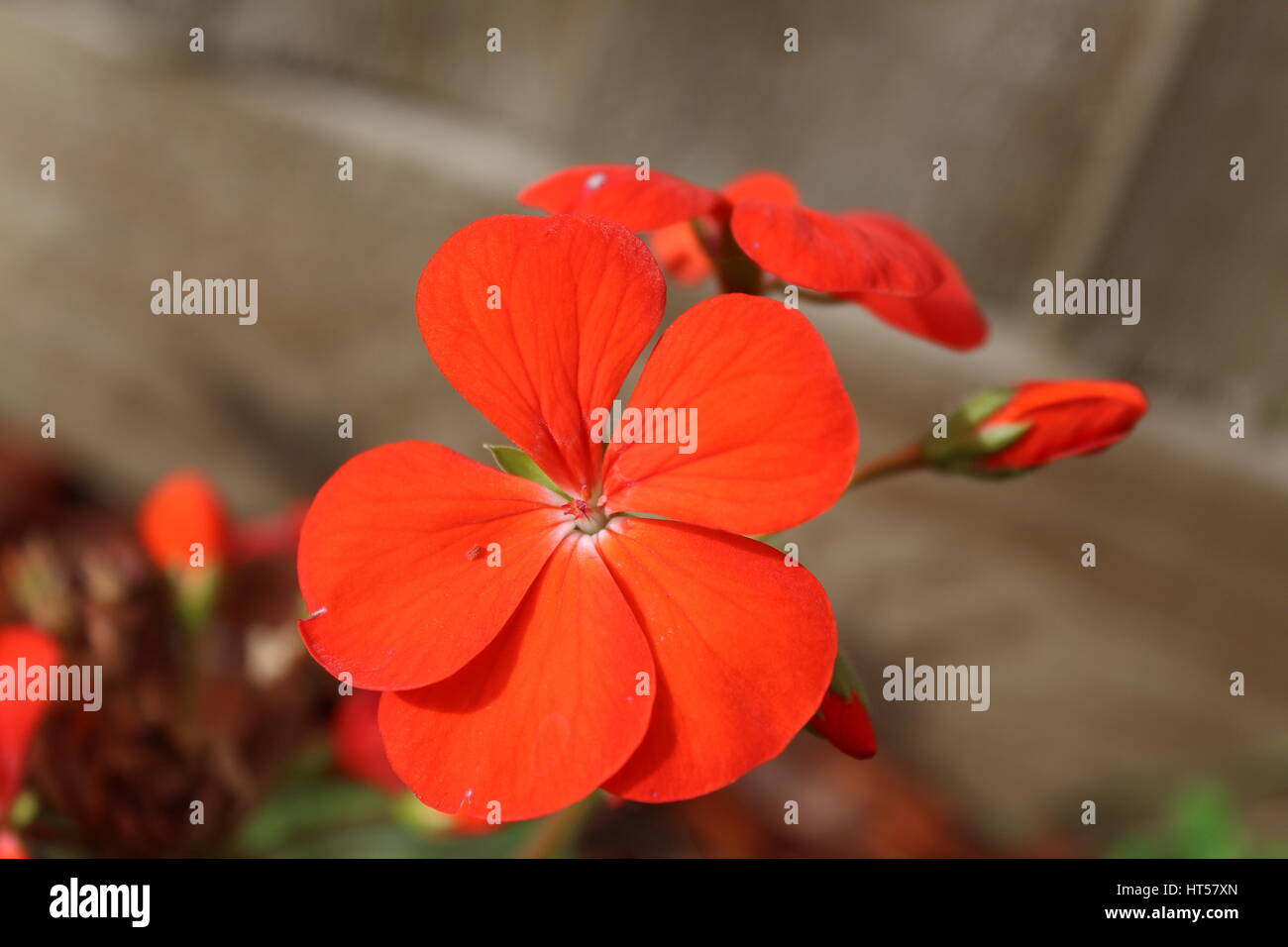 close up of a red geranium flower and new bud Stock Photo - Alamy
