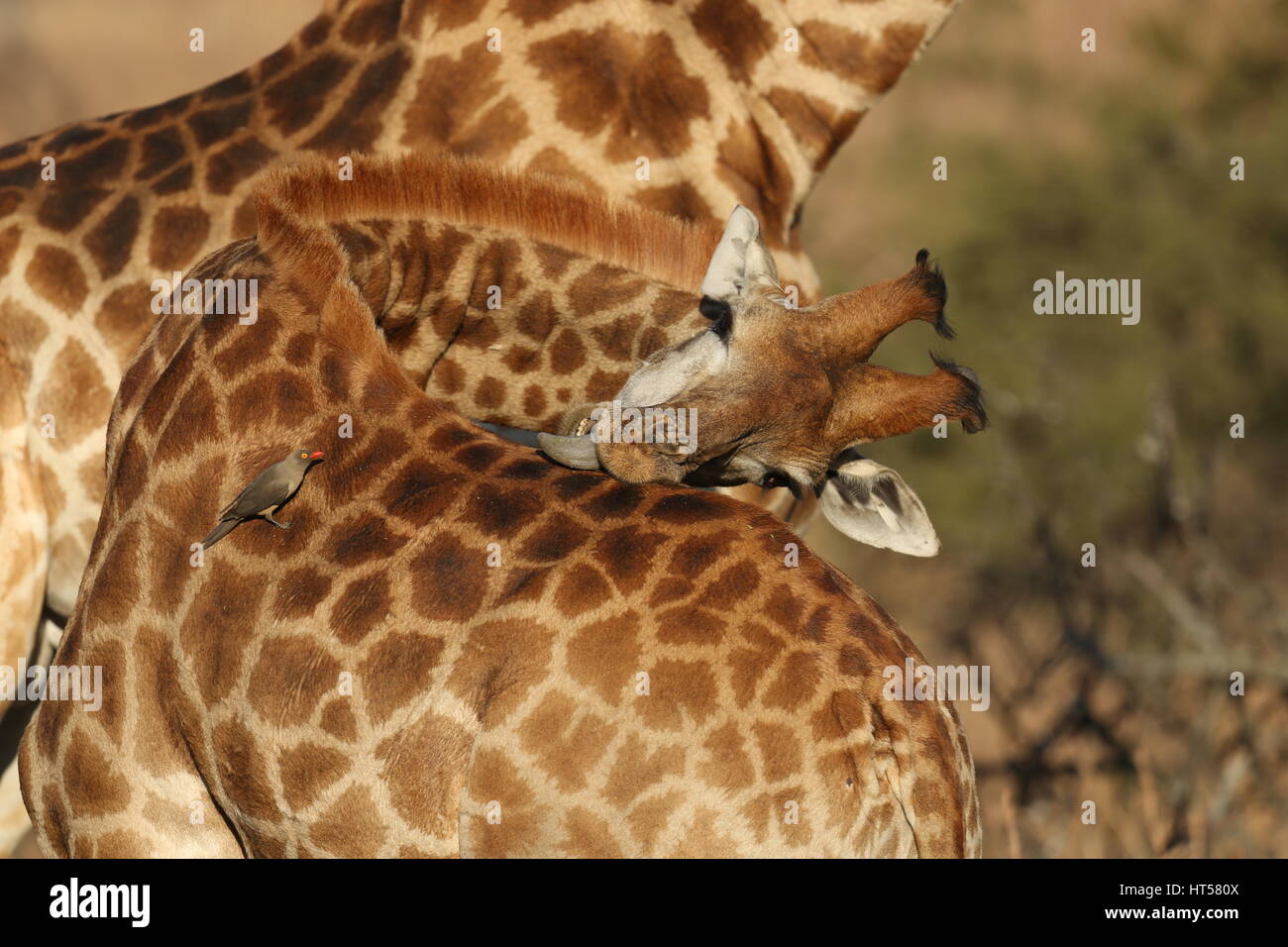 Hippo and young calf Stock Photo - Alamy
